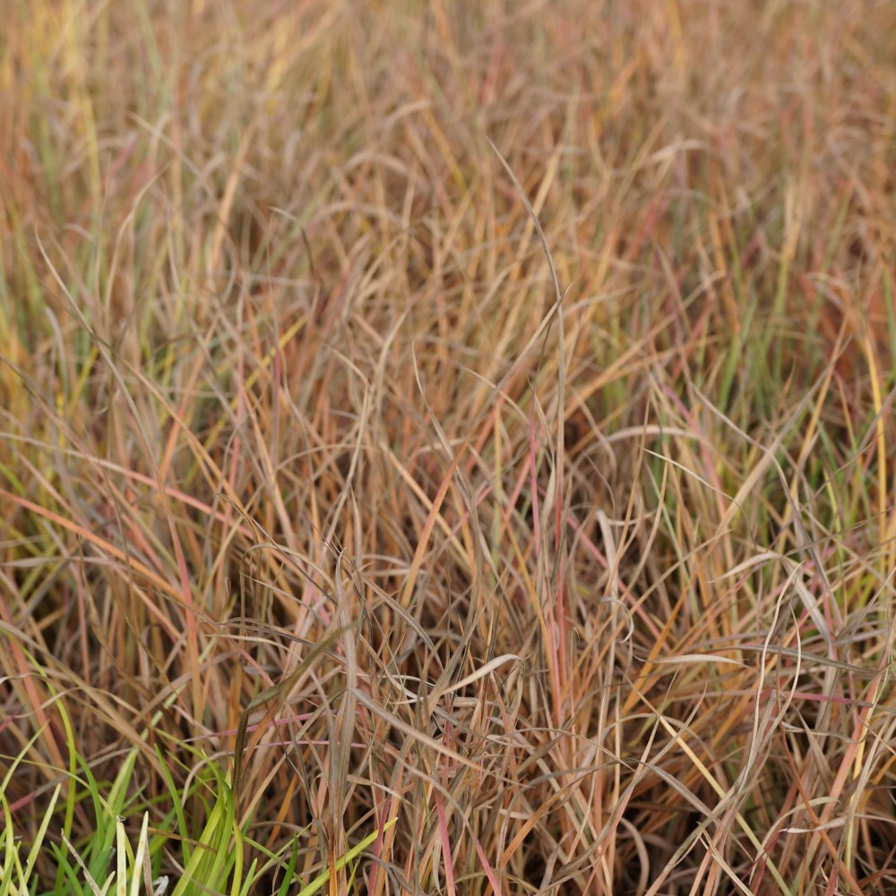 JDA Andropogon scoparius 'Prairie Blues'