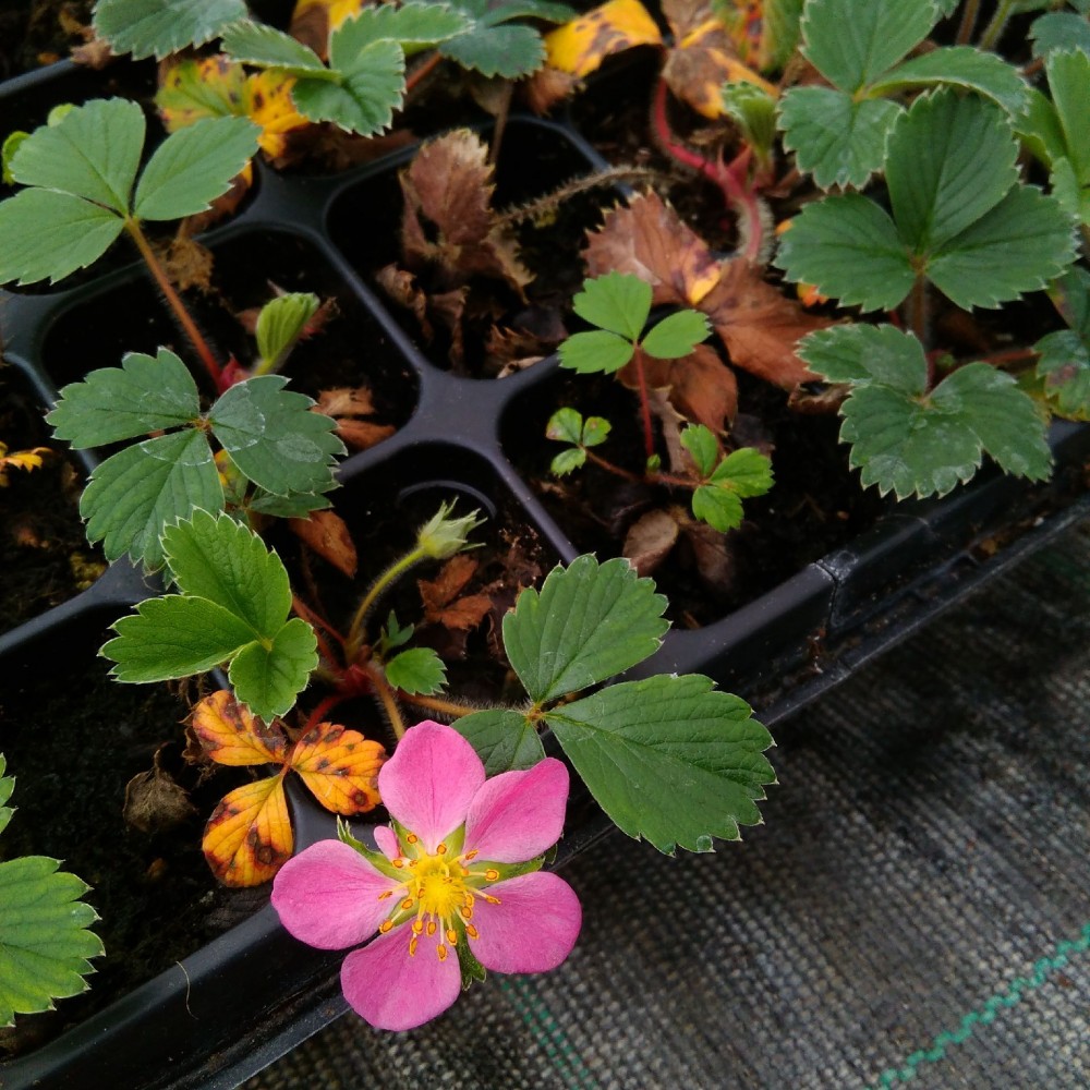 JDA Fragaria 'Pink Panda'