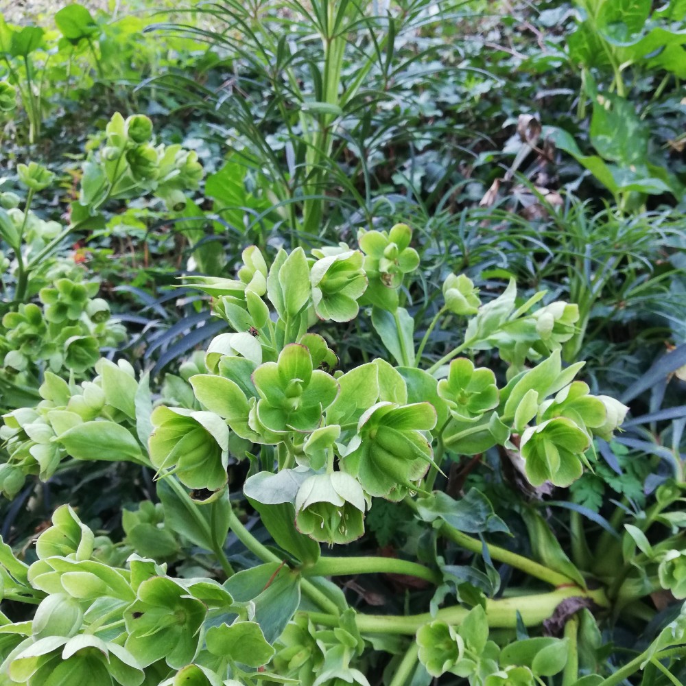 JDA Helleborus foetidus 'Green'