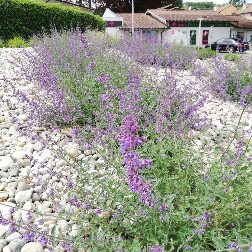JDA Nepeta racemosa