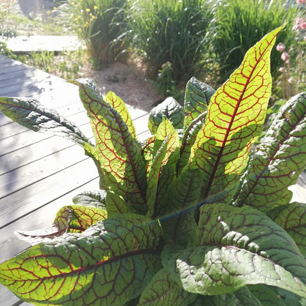 JDA Rumex sanguineus