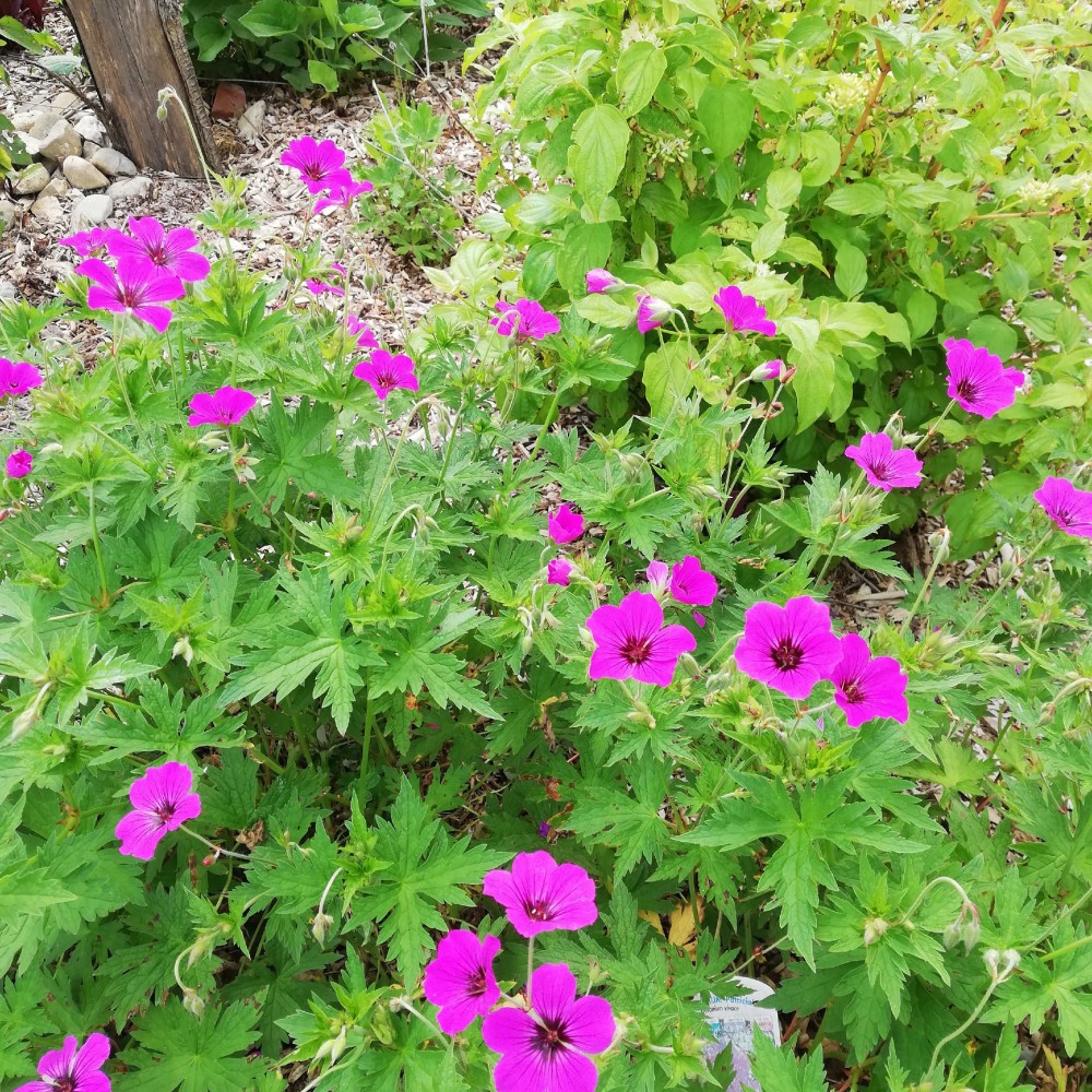 JDA Geranium 'Patricia'