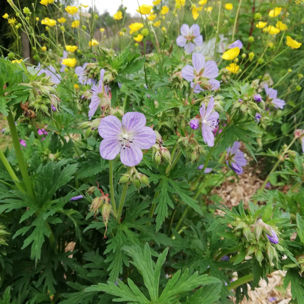JDA Geranium pratense 'Mrs Kendall Clark'