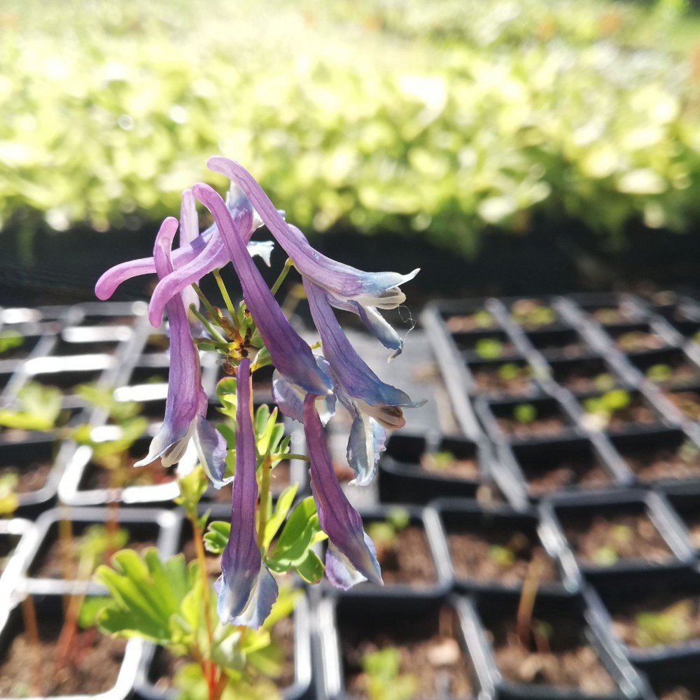 JDA Corydalis elata