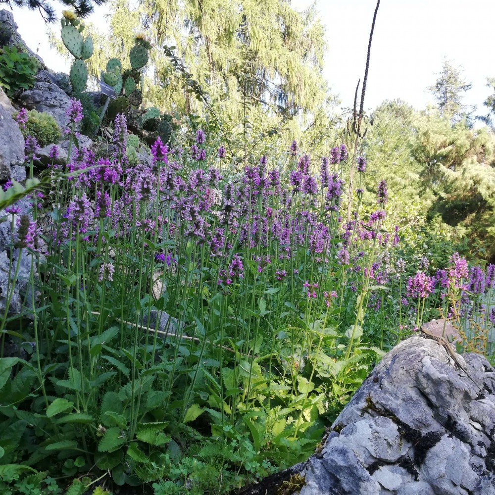 JDA Stachys officinalis