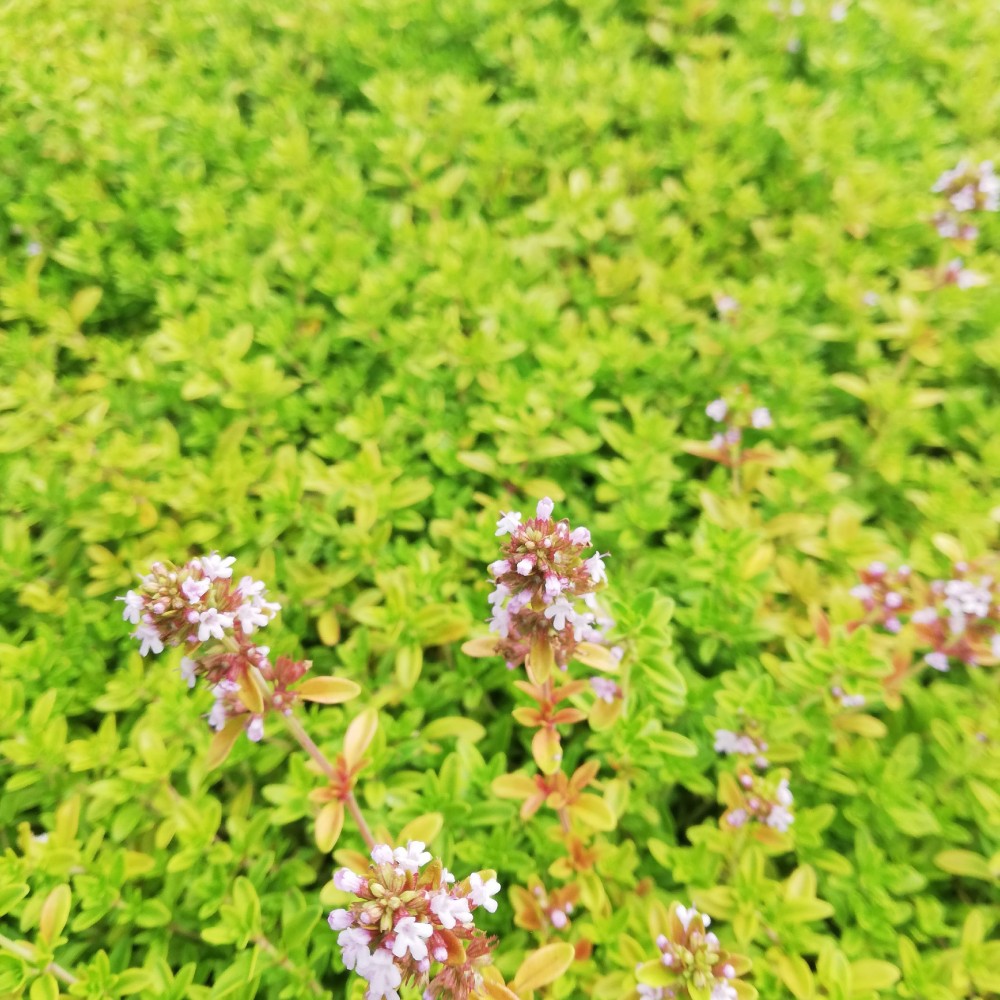 JDA Thymus citriodorus 'Aureus'