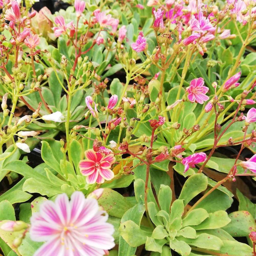 JDA Lewisia cotyledon 'Regenbogen'