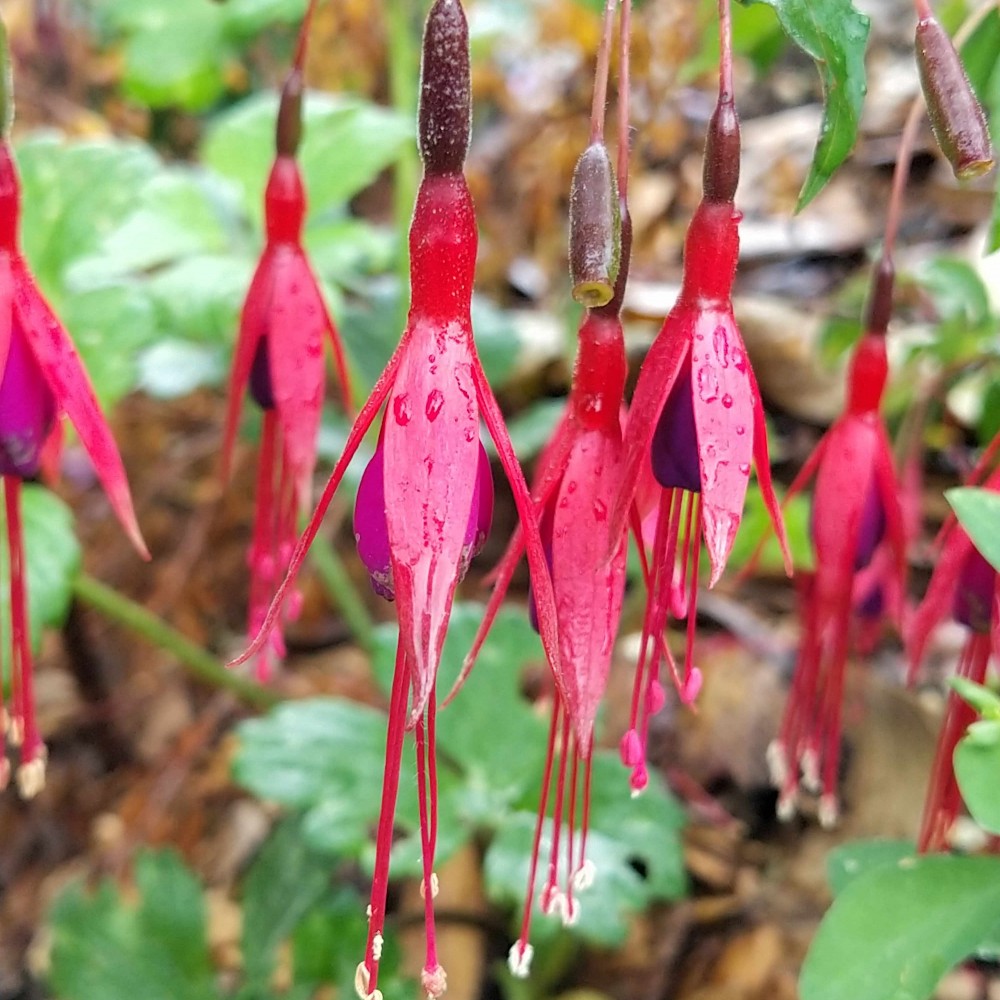 JDA Fuchsia magellanica 'Gracilis'