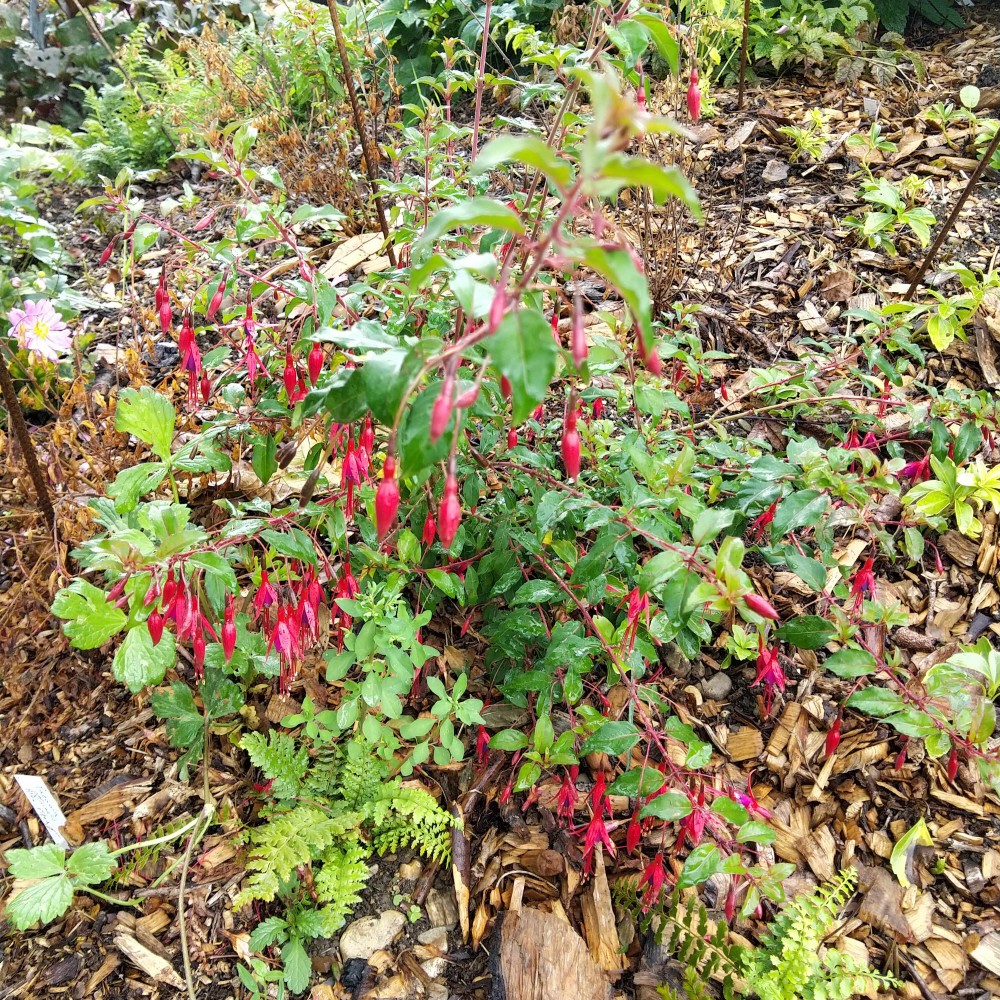JDA Fuchsia magellanica 'Gracilis'