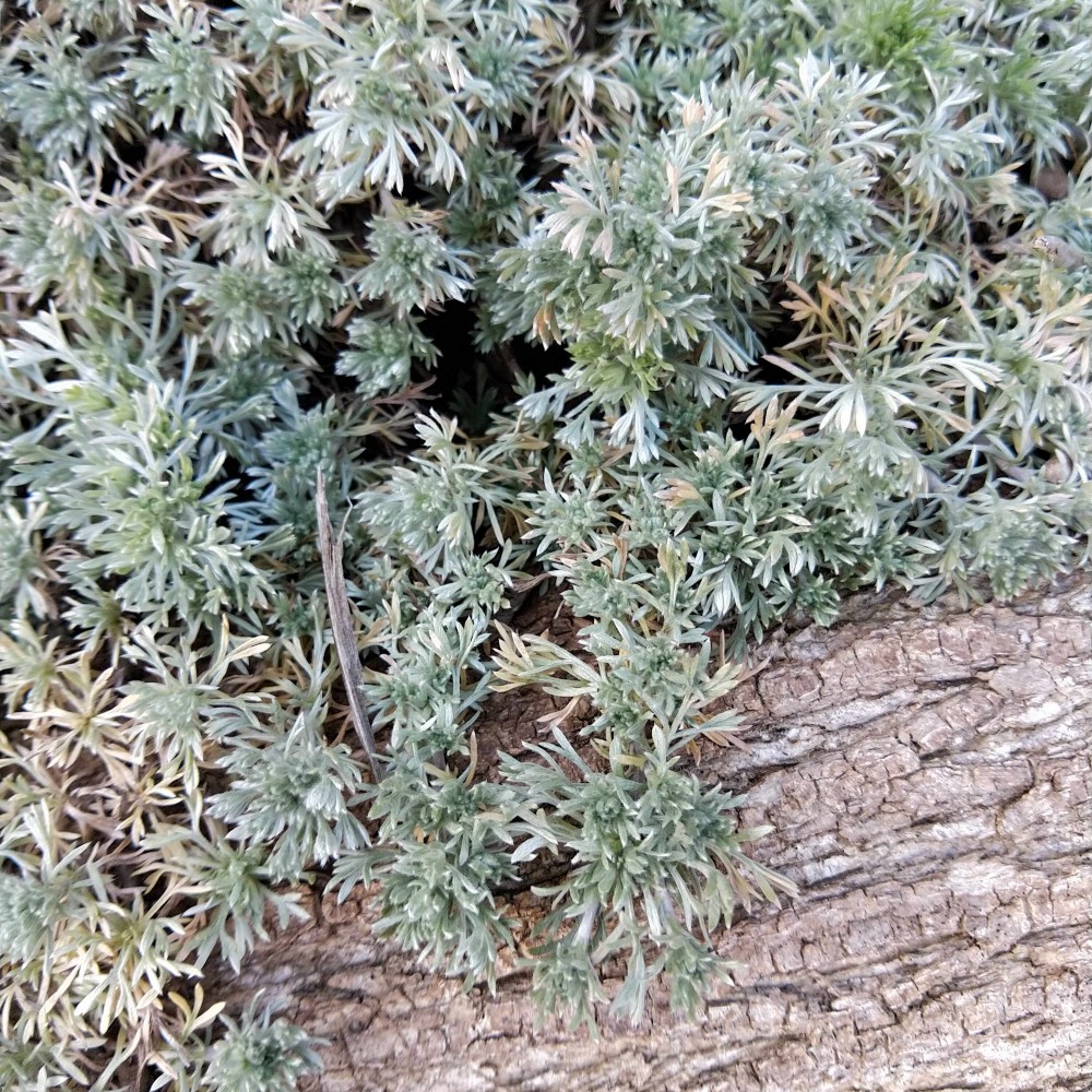 JDA Artemisia genipi