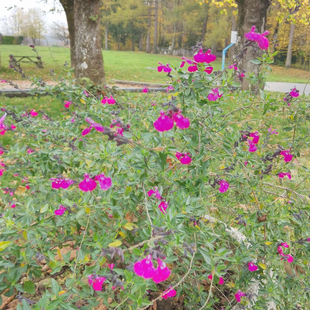 JDA Salvia greggii violette