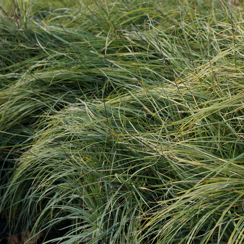 JDA Carex flacca 'Blue Zinger'