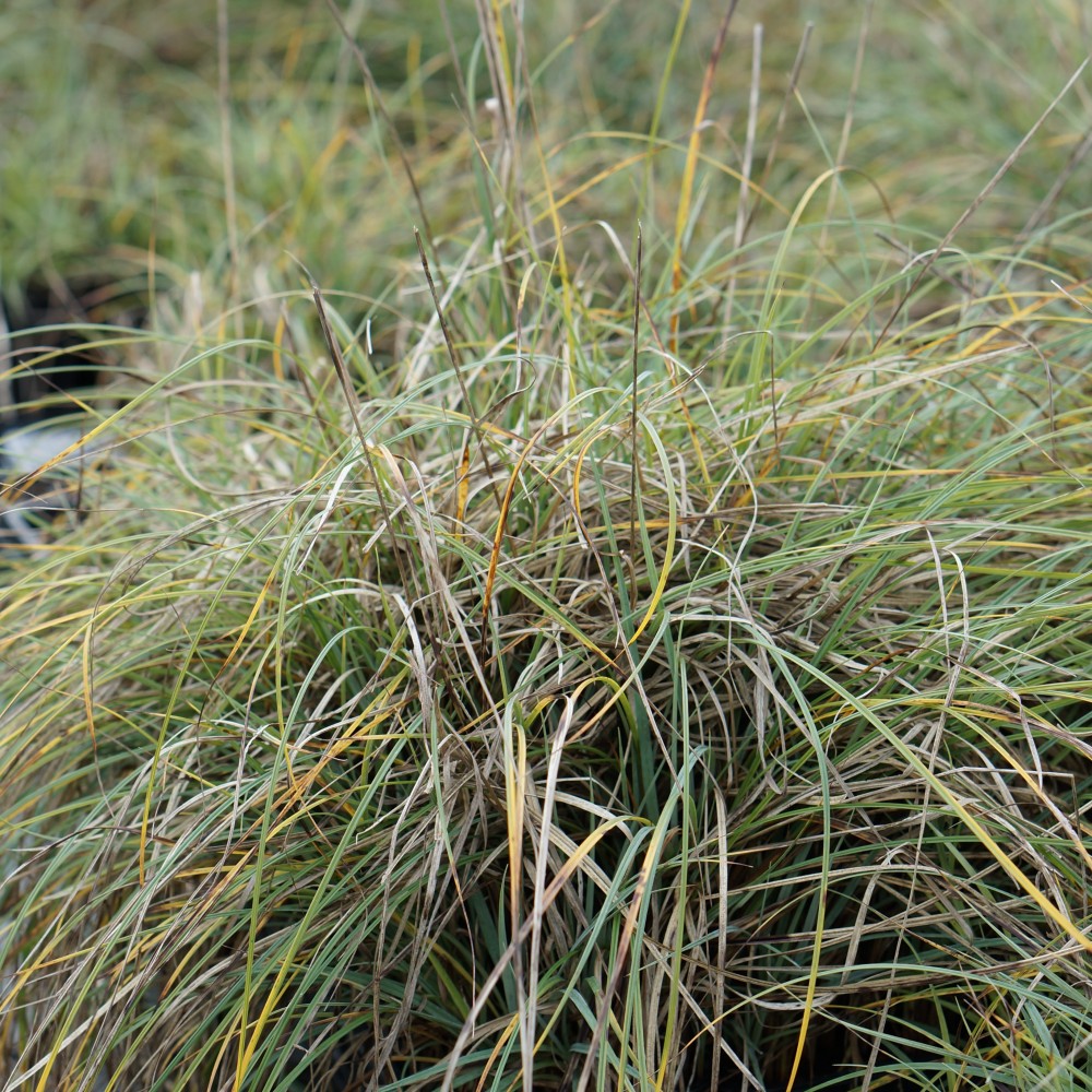 JDA Carex flacca 'Blue Zinger'
