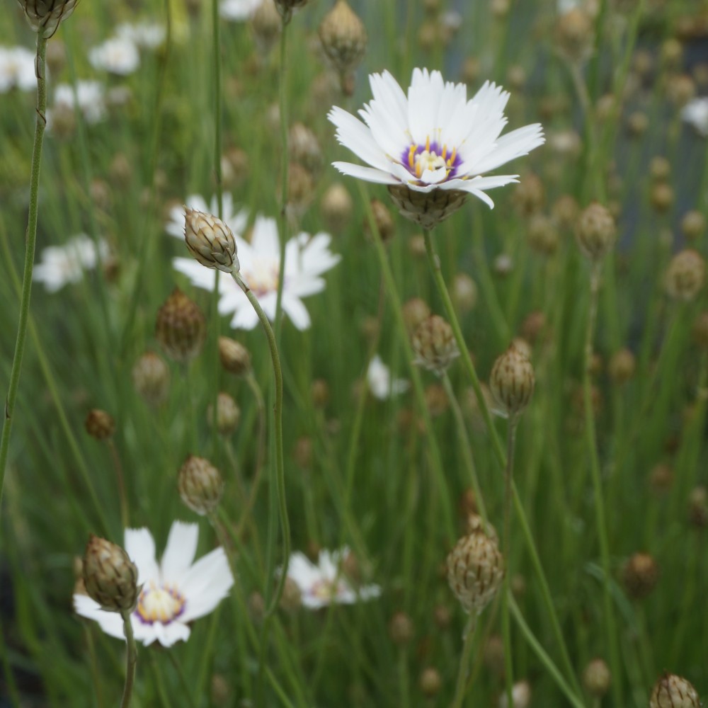 JDA Catananche caerulea 'Alba'