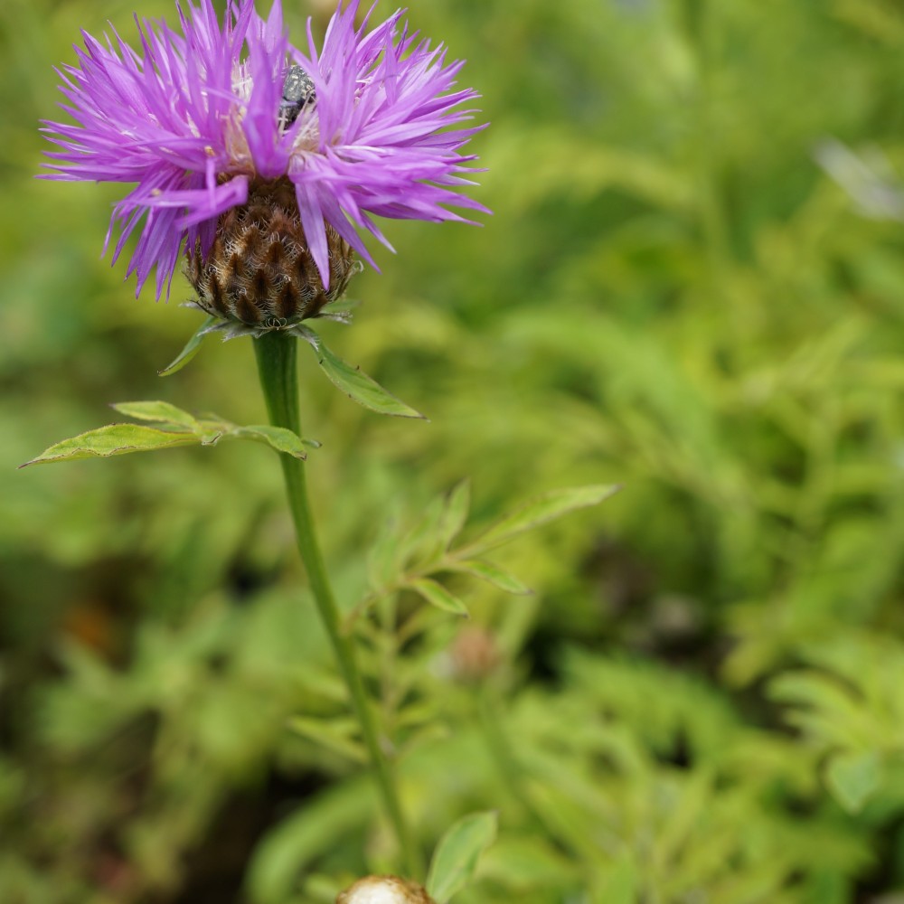 JDA Centaurea dealbata