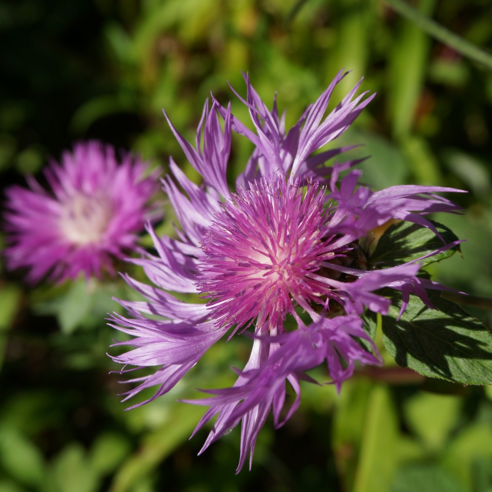JDA Centaurea dealbata