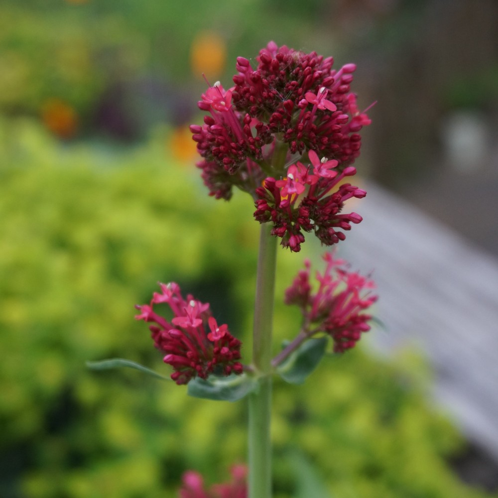 JDA Centranthus ruber