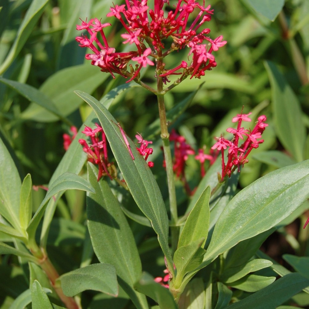 JDA Centranthus ruber