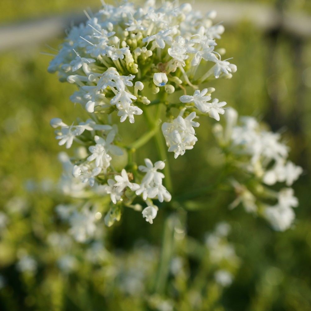 JDA Centranthus ruber 'Albus'