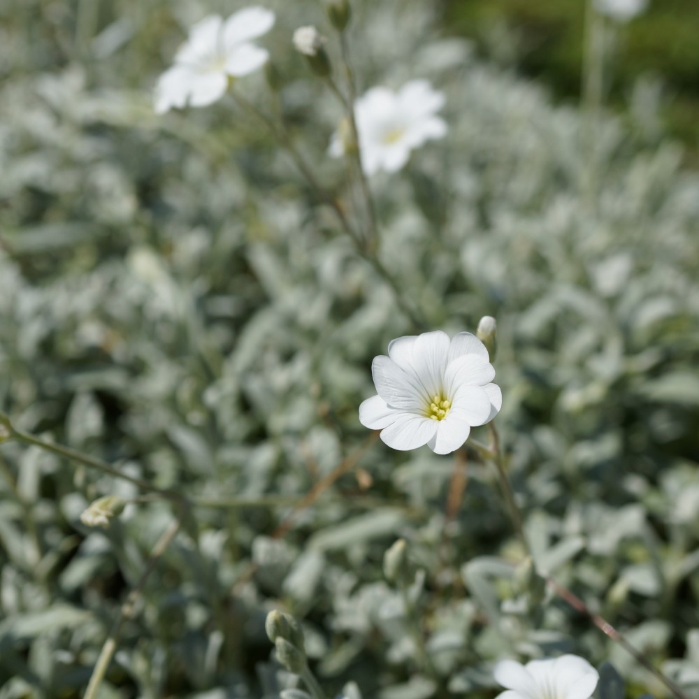 JDA Cerastium tomentosum