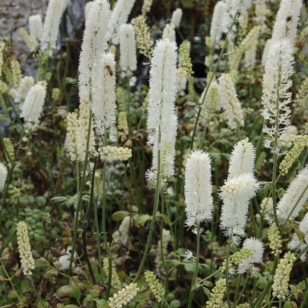 JDA Actaea simplex 'White Pearl'