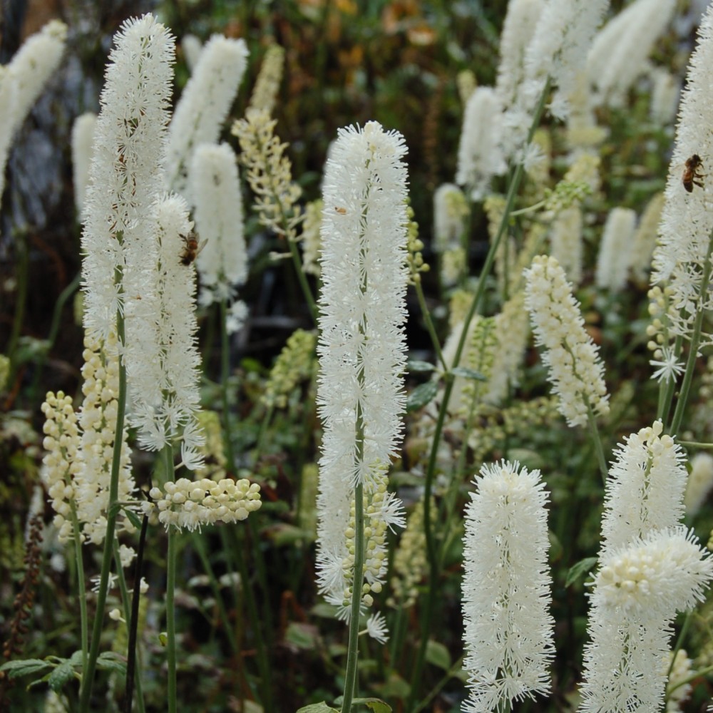JDA Actaea simplex 'White Pearl'