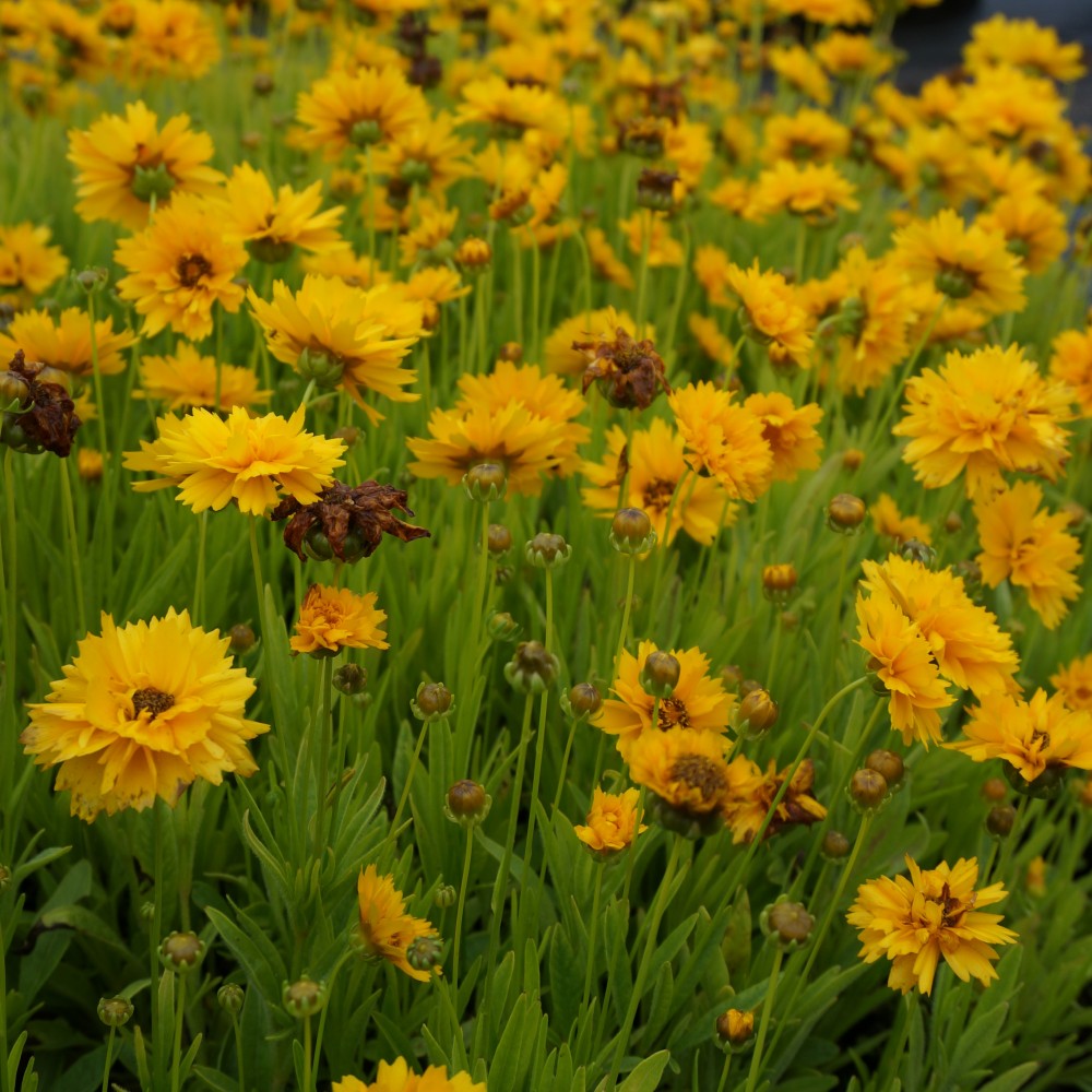 JDA Coreopsis grandiflora 'Early Sunrise'