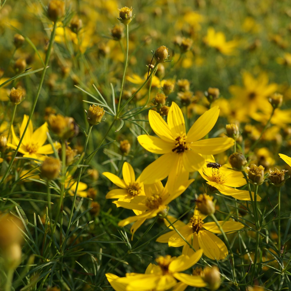 JDA Coreopsis verticillata 'Grandiflora'
