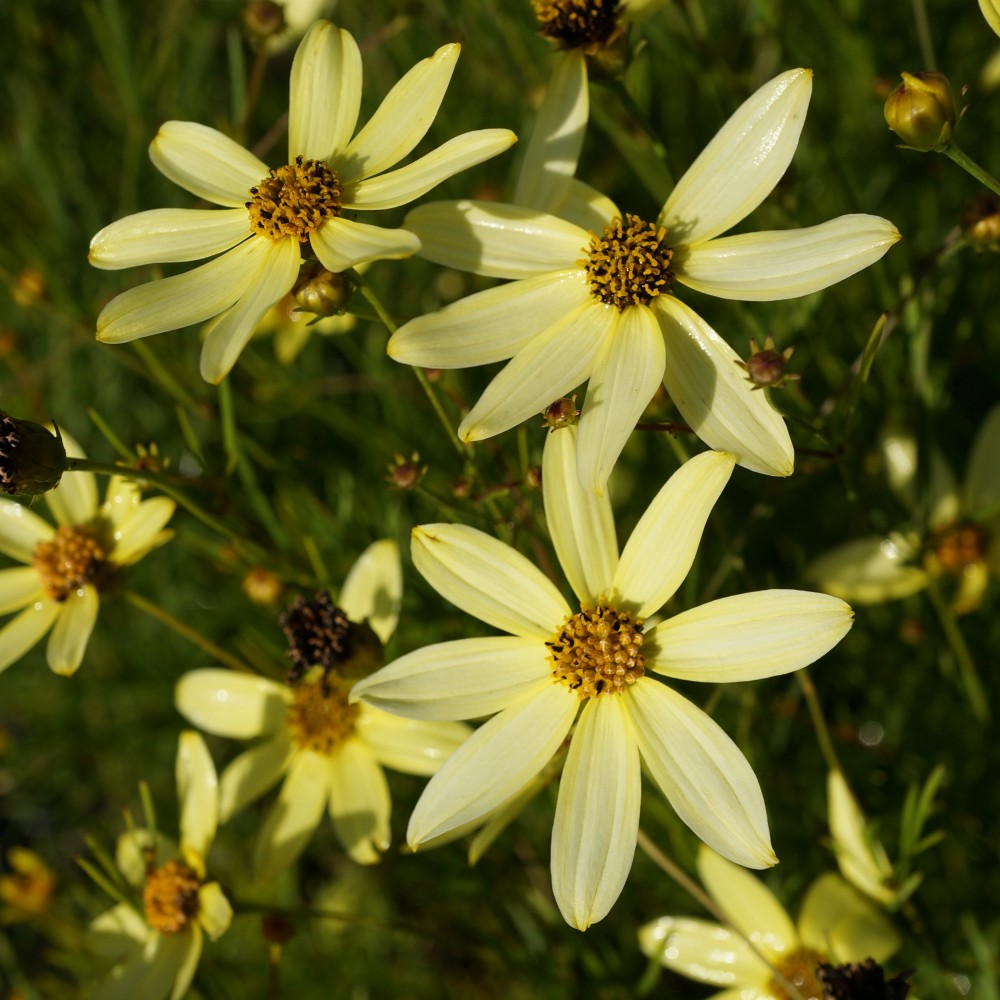 JDA Coreopsis verticillata 'Moonbeam'