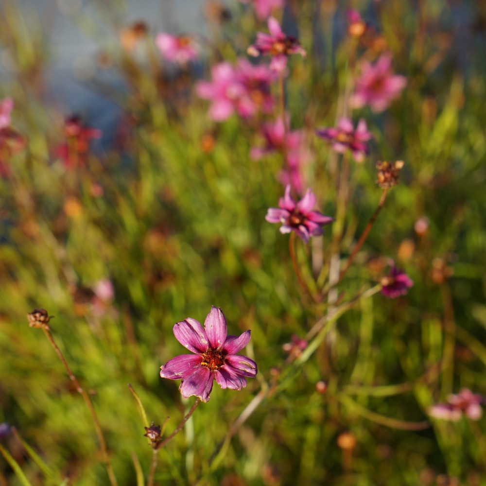 JDA Coreopsis verticillata 'Ruby Red'