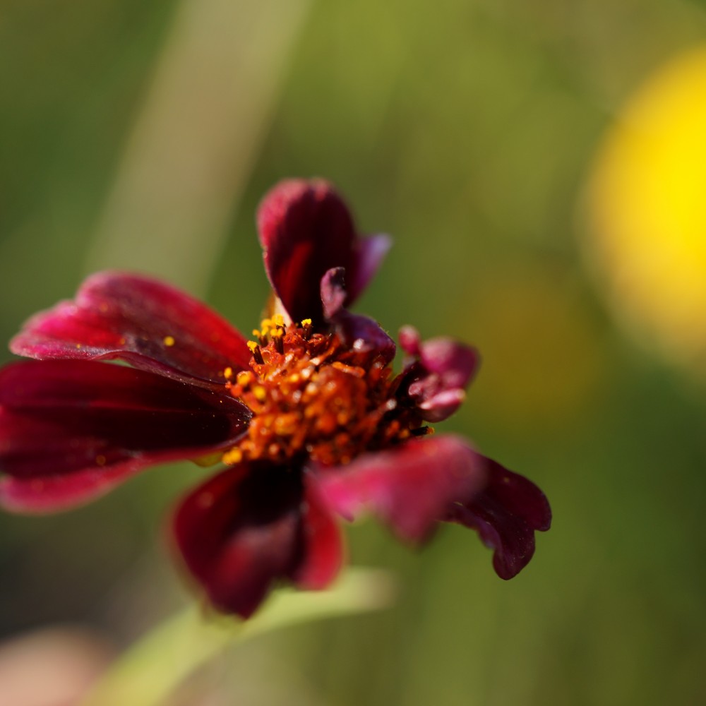 JDA Coreopsis verticillata 'Ruby Red'