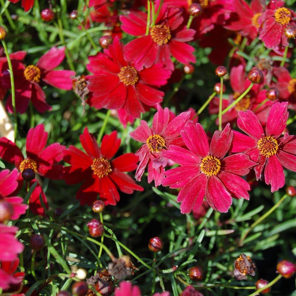 JDA Coreopsis verticillata 'Ruby Red'