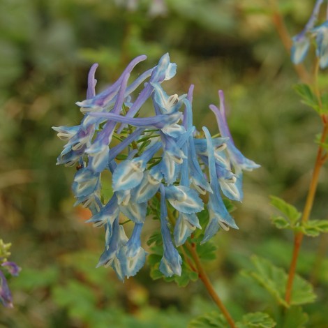 JDA Corydalis elata