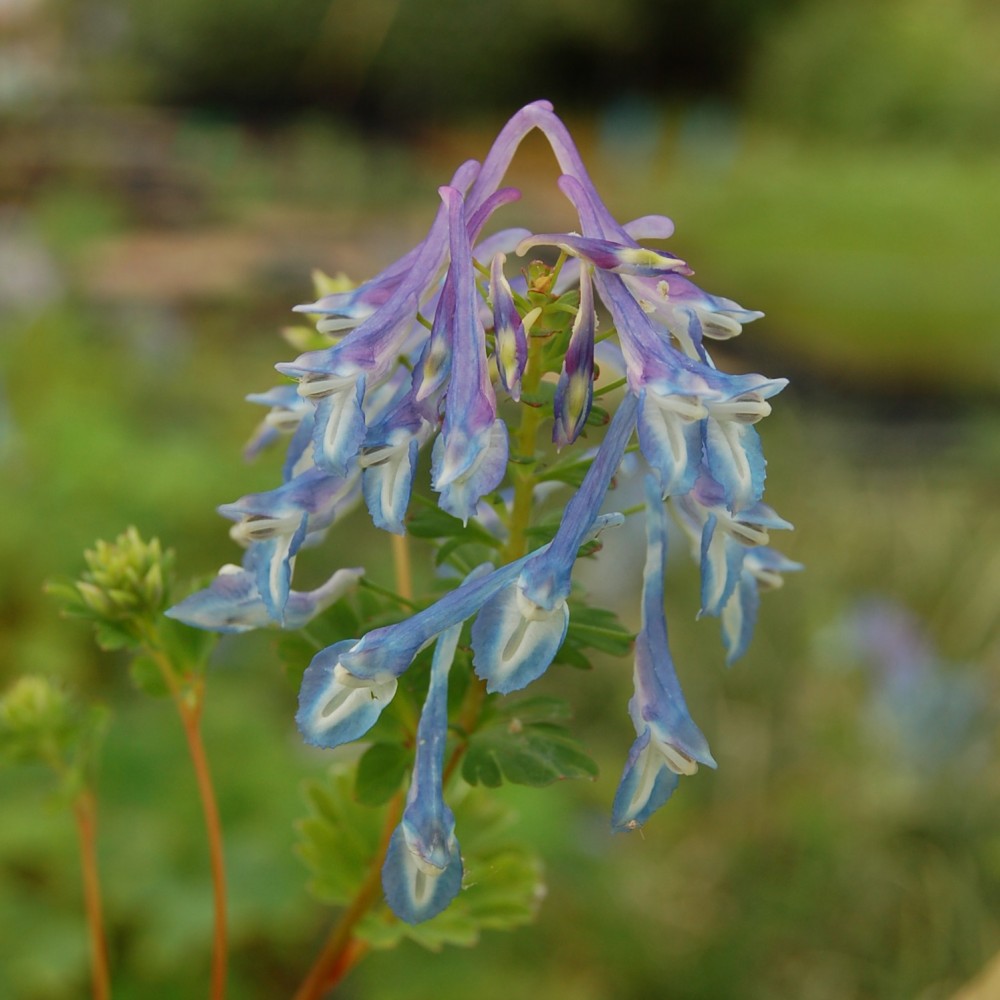 JDA Corydalis elata