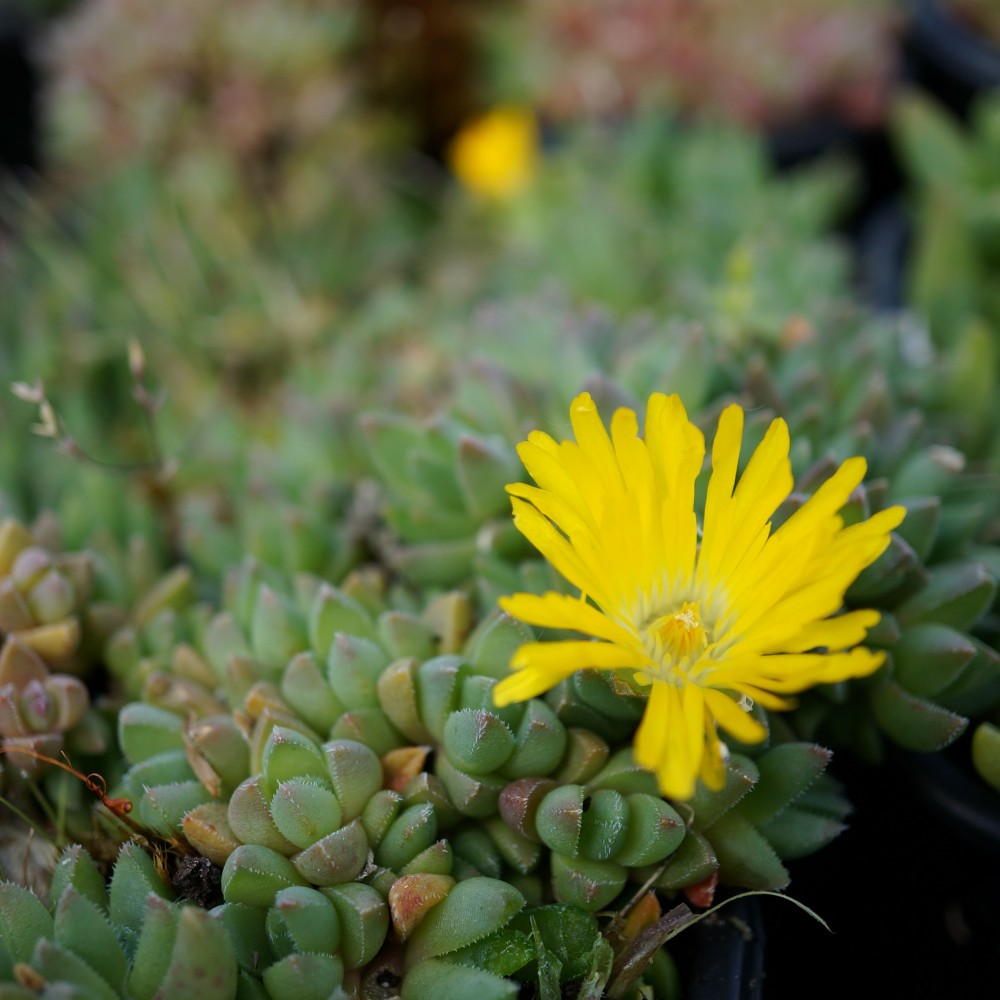 JDA Delosperma congestum (jaune)