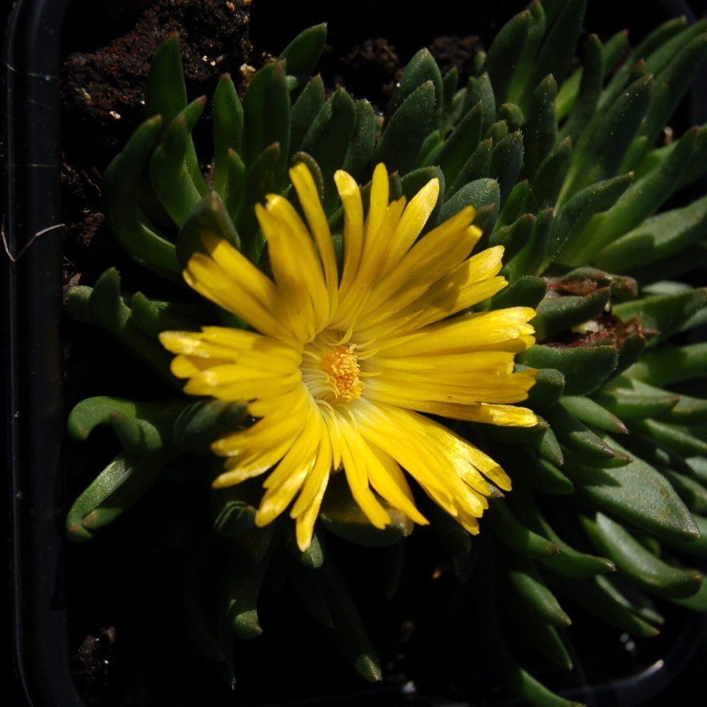 JDA Delosperma congestum (jaune)