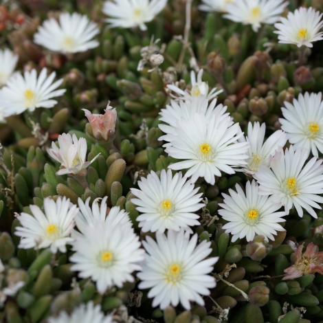 JDA Delosperma congestum 'Album'