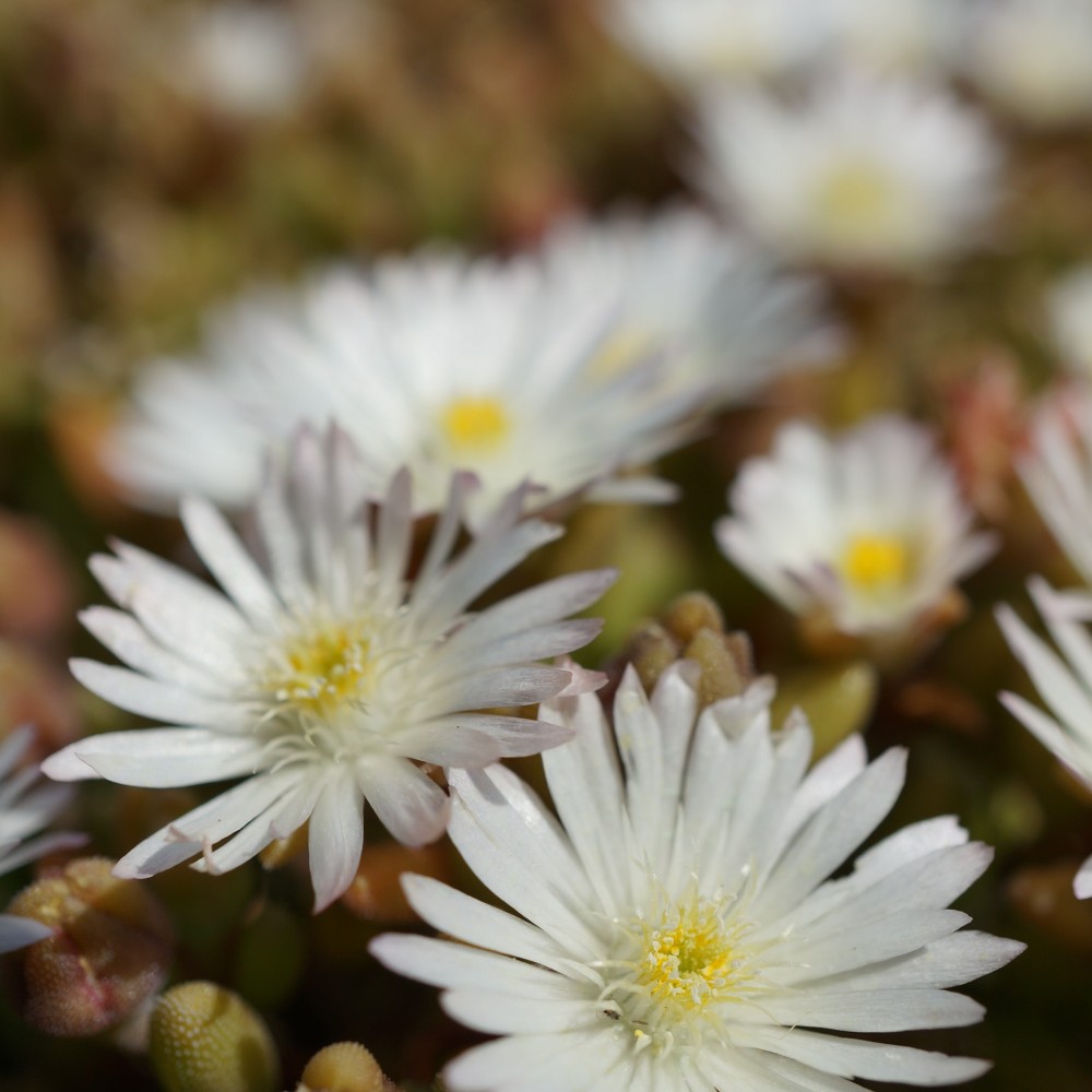 JDA Delosperma congestum 'Album'