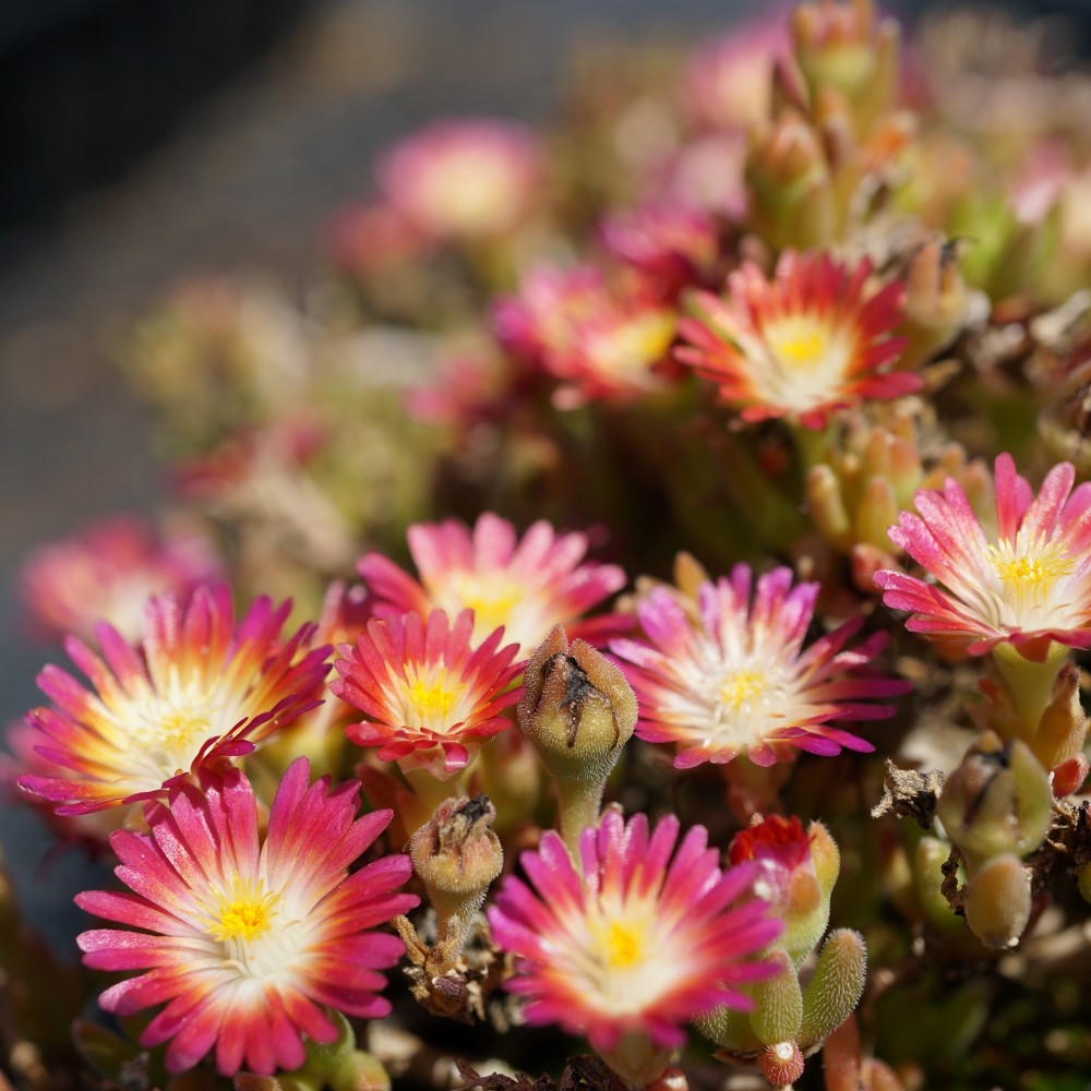 JDA Delosperma Jewel of Desert Ruby'