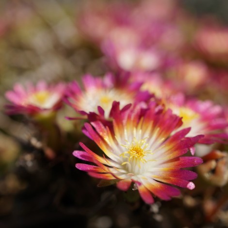 JDA Delosperma Jewel of Desert Ruby'
