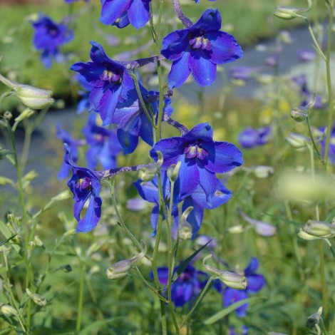 JDA Delphinium belladonna 'Völkerfrieden'
