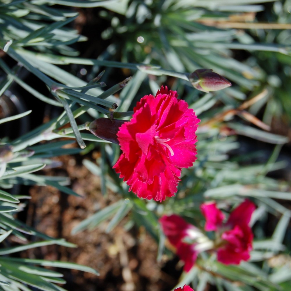 JDA Dianthus gratianopolitanus (rouge)