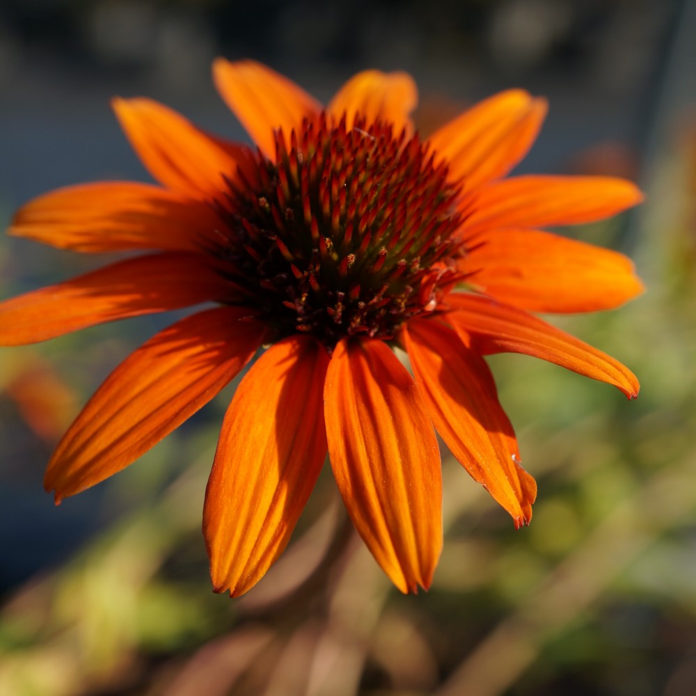 JDA Echinacea 'Tiki Torch'