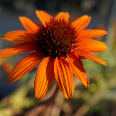 JDA Echinacea 'Tiki Torch'