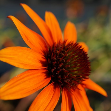 JDA Echinacea 'Tiki Torch'