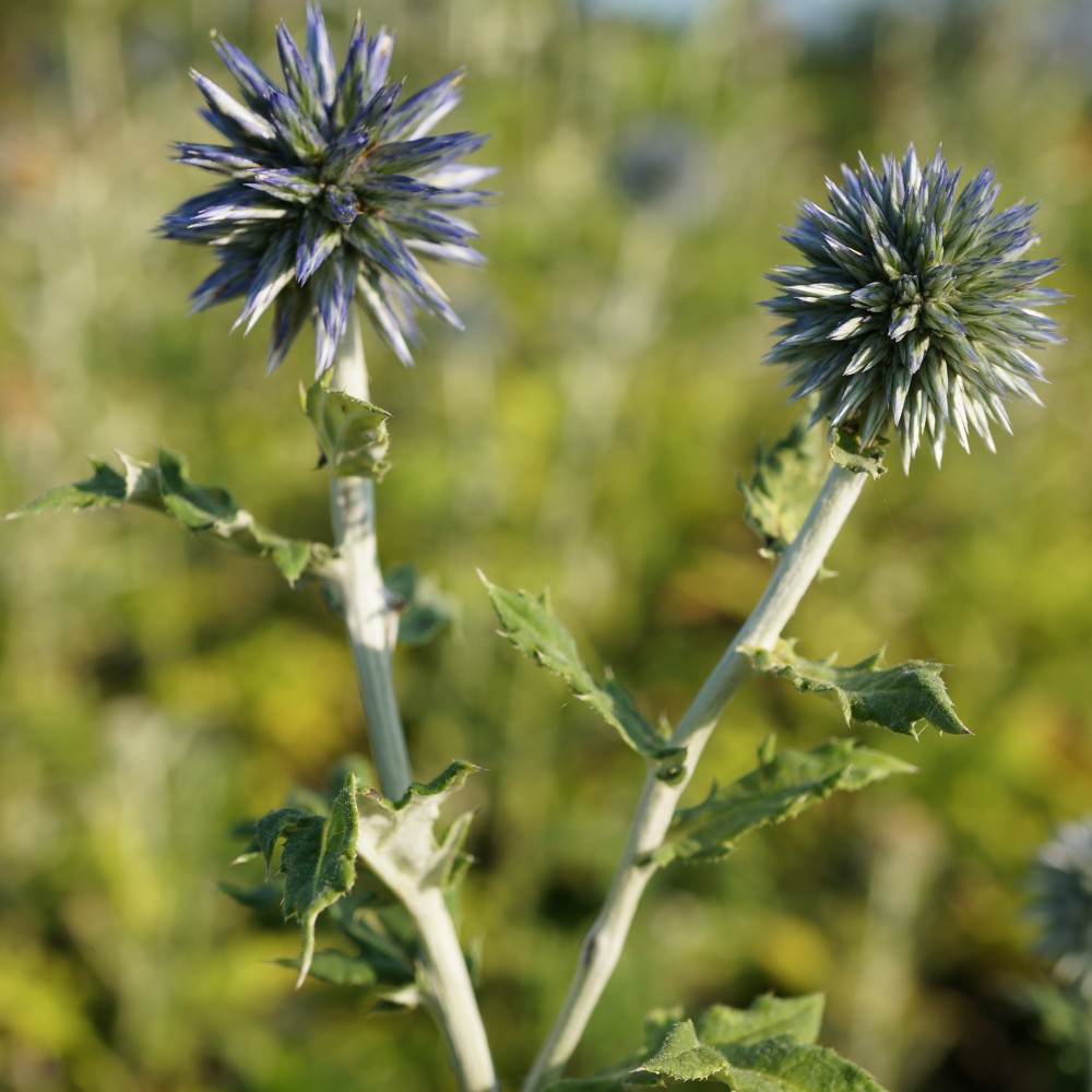 JDA Echinops ritro