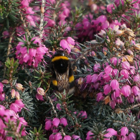JDA Erica darleyensis 'Kramer's Rote'