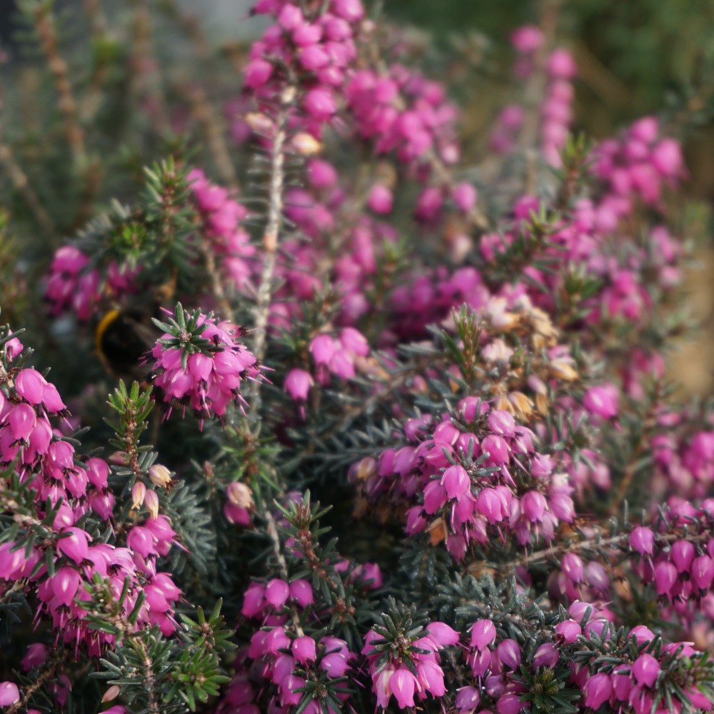 JDA Erica darleyensis 'Kramer's Rote'