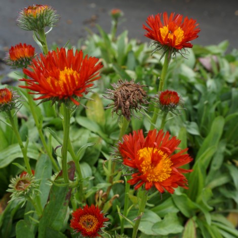 JDA Erigeron aurantiacus