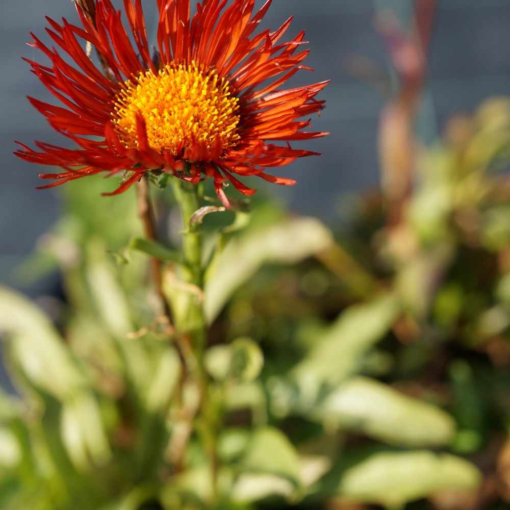 JDA Erigeron aurantiacus